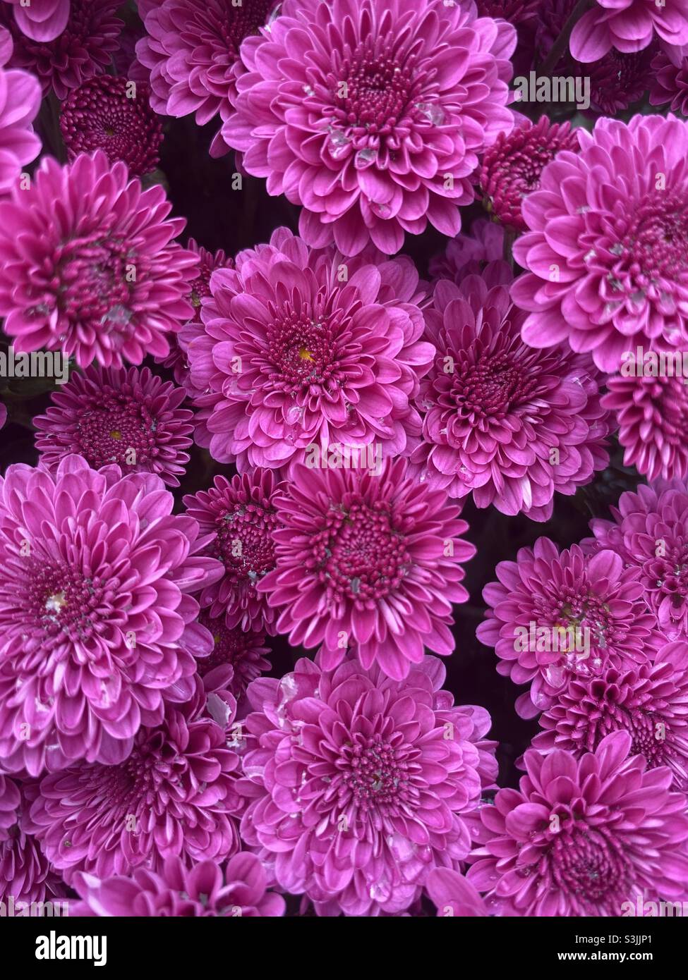 Purple mums hi-res stock photography and images - Alamy