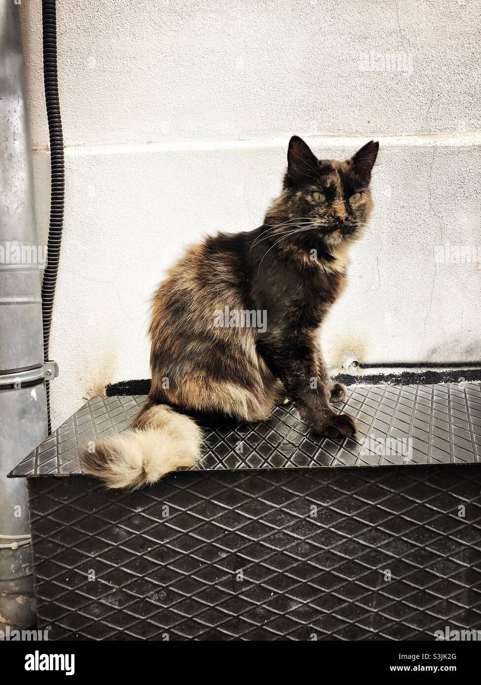 Tortoiseshell stray cat sitting on a metal box outside on street Stock ...