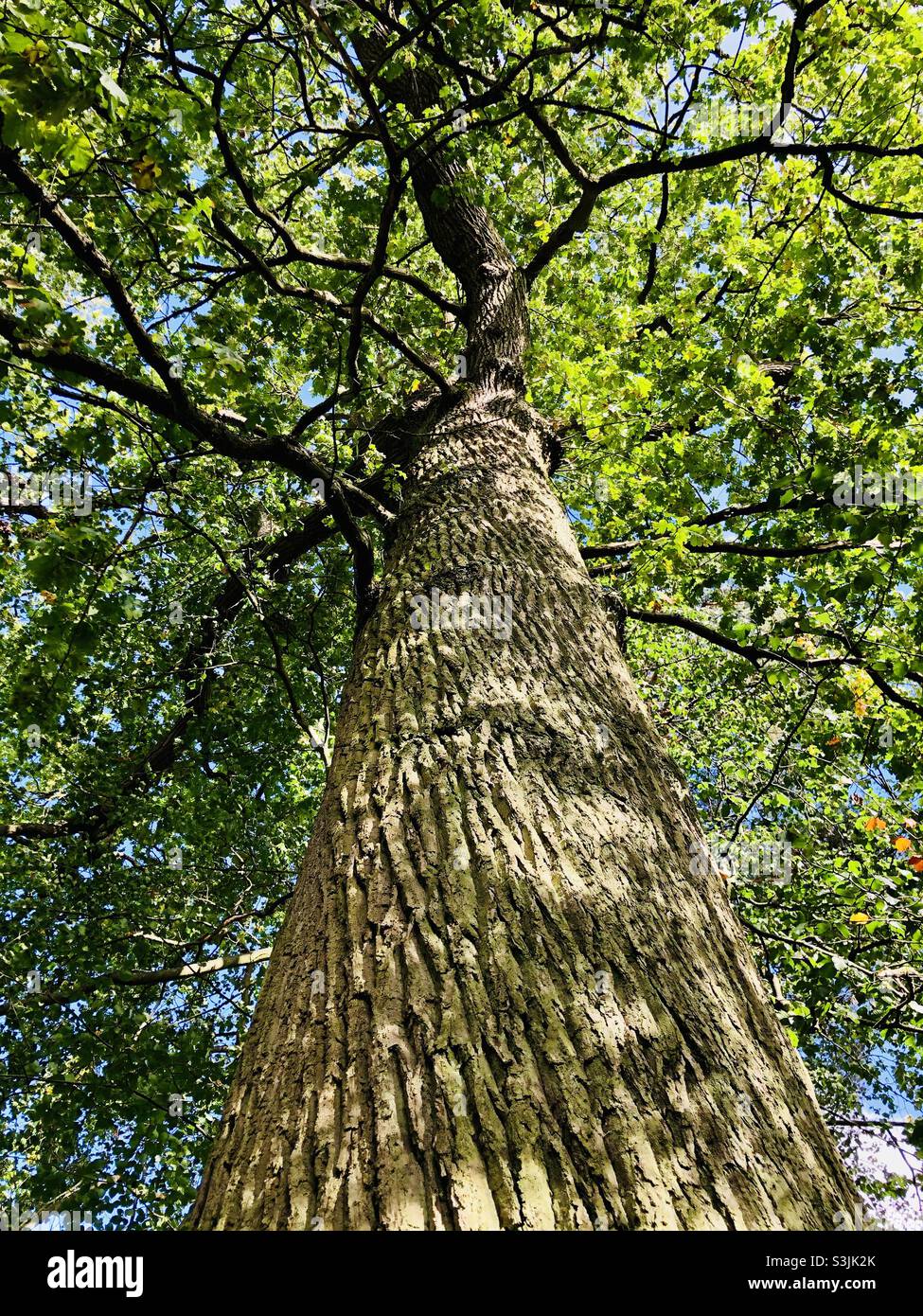 Trunk and branches hi-res stock photography and images - Alamy