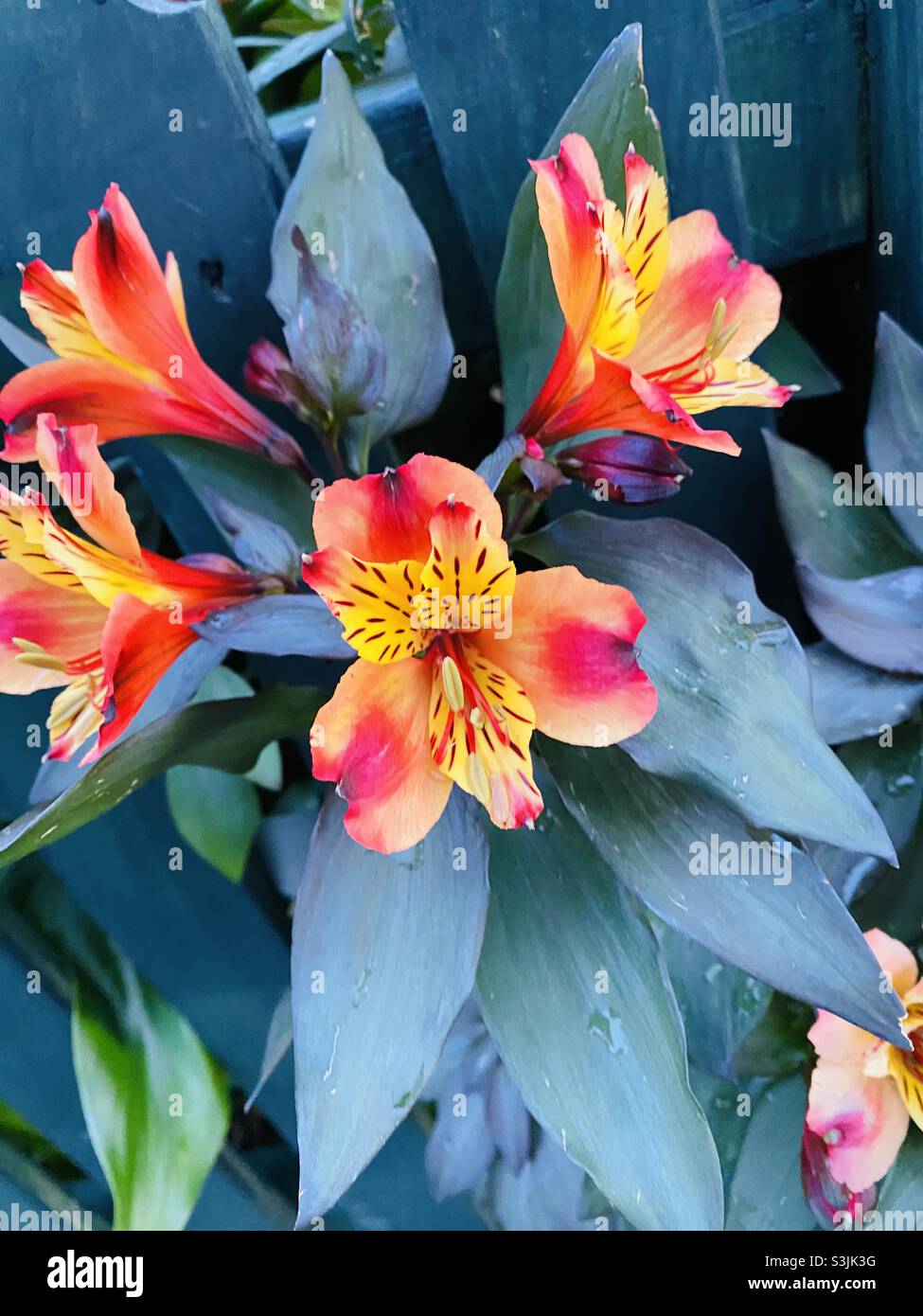 Flame like flowers hi-res stock photography and images - Alamy