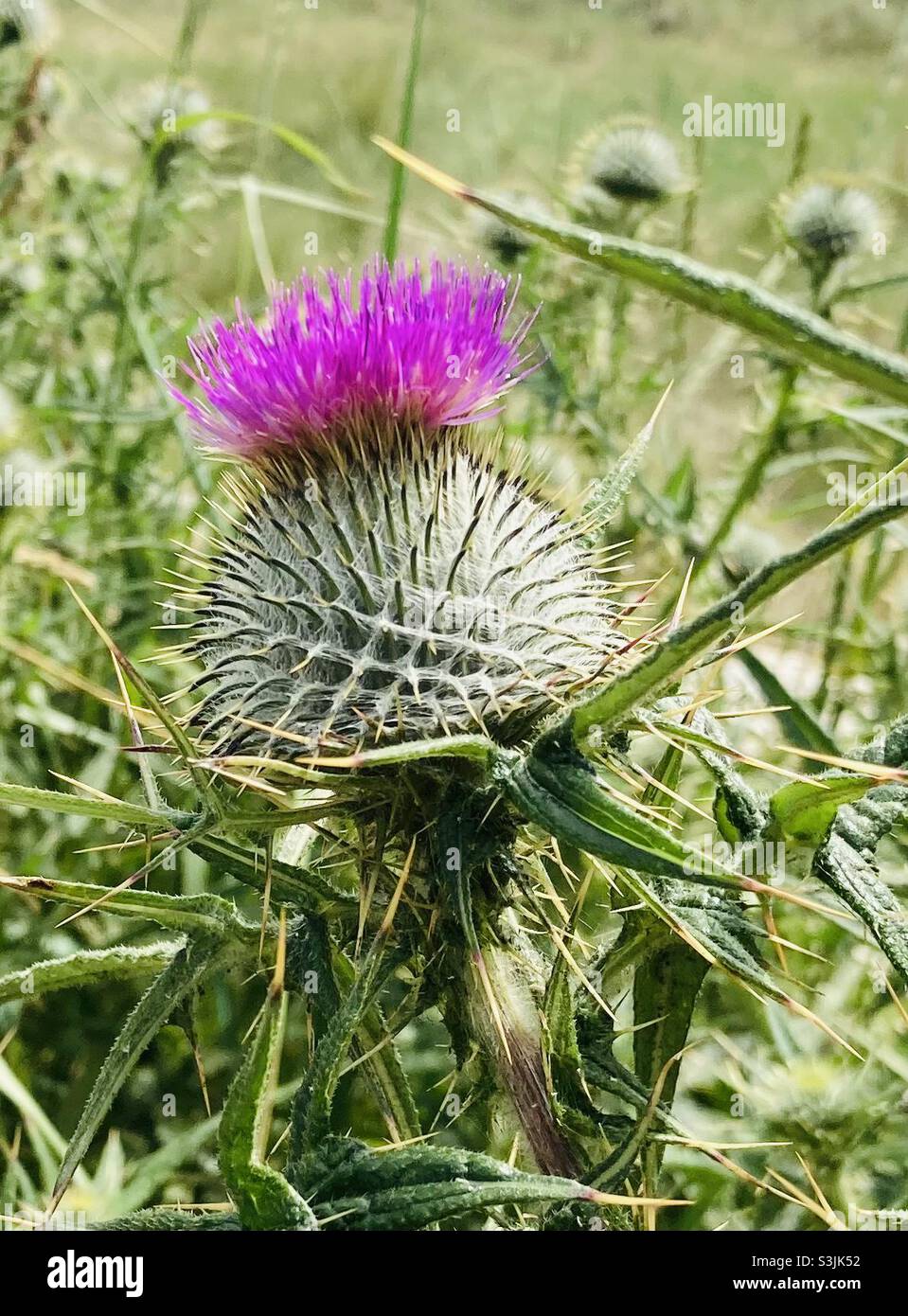 Scottish Thistle High Resolution Stock Photography and Images - Alamy