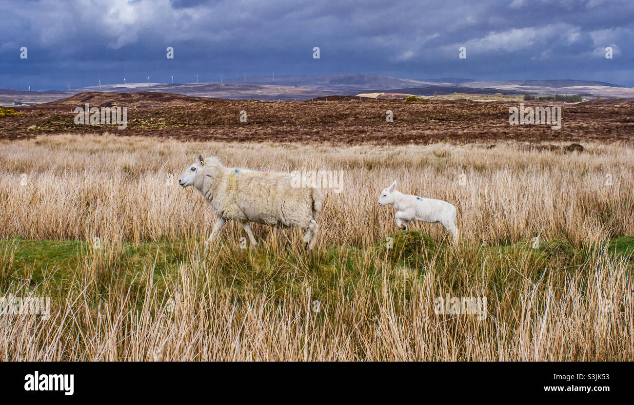 Hopping through grass hi-res stock photography and images - Alamy