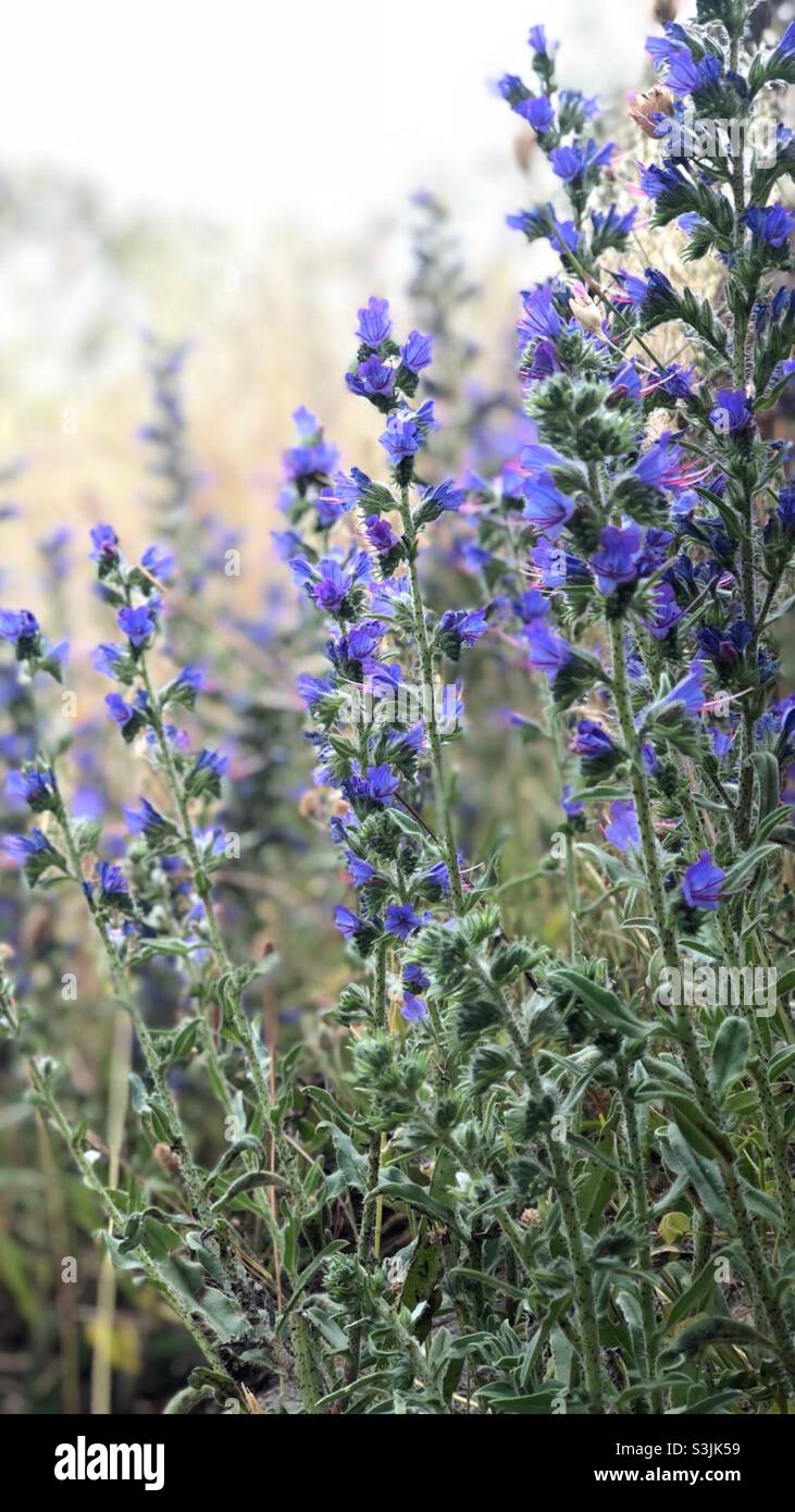 Long stem flowers hi-res stock photography and images - Alamy