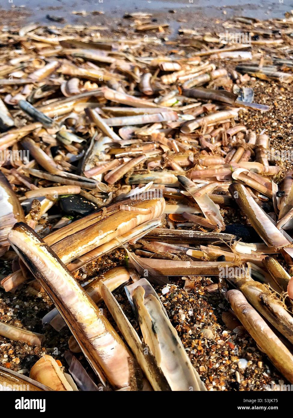 Razor shells ensis spp hi-res stock photography and images - Alamy