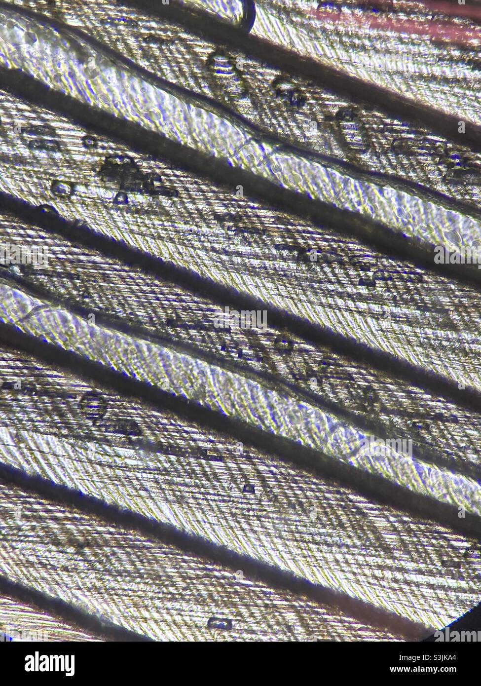 Microscope microscopic hi-res stock photography and images - Alamy