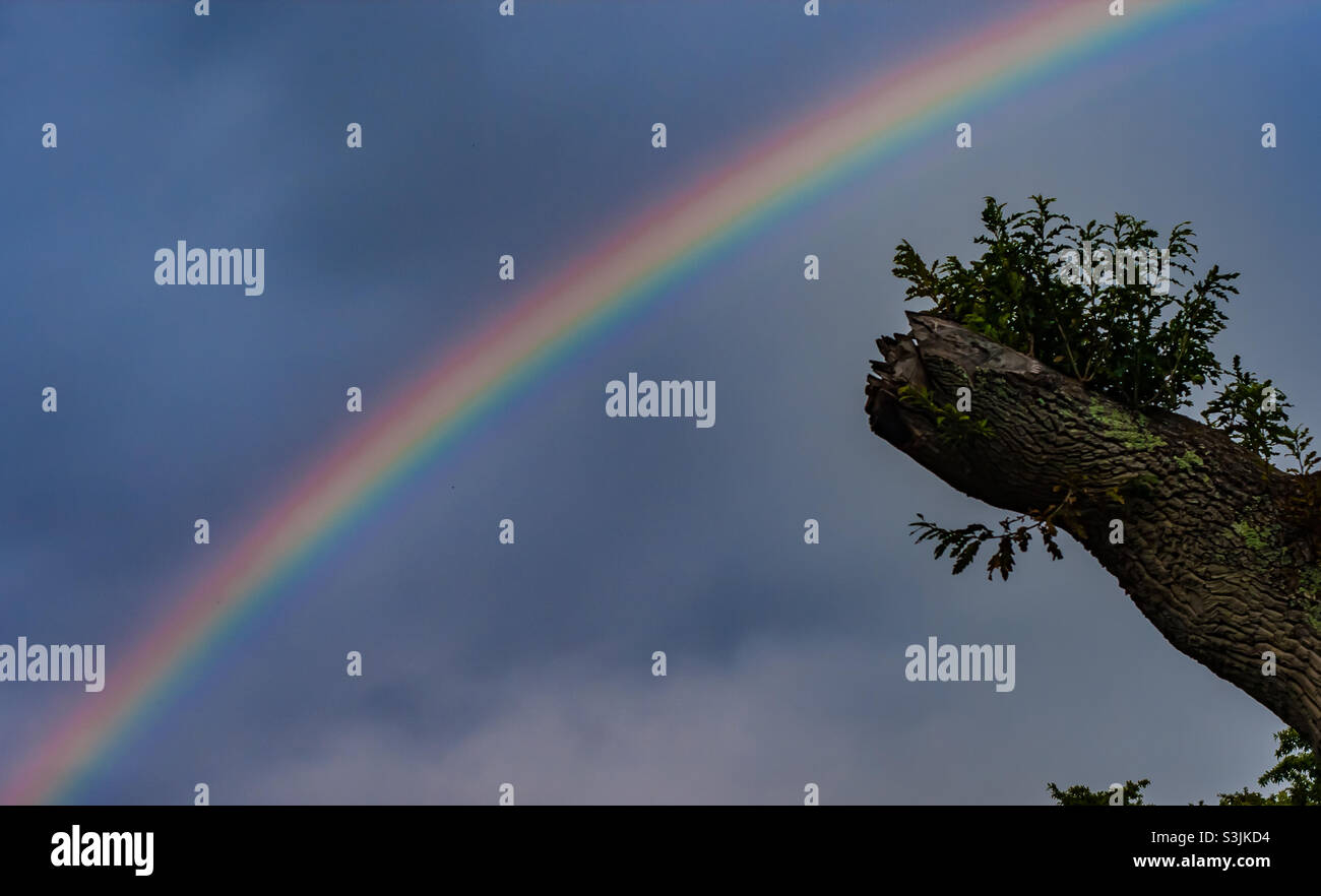 Rainbow in a cloudy sky over a tree branch Stock Photo - Alamy
