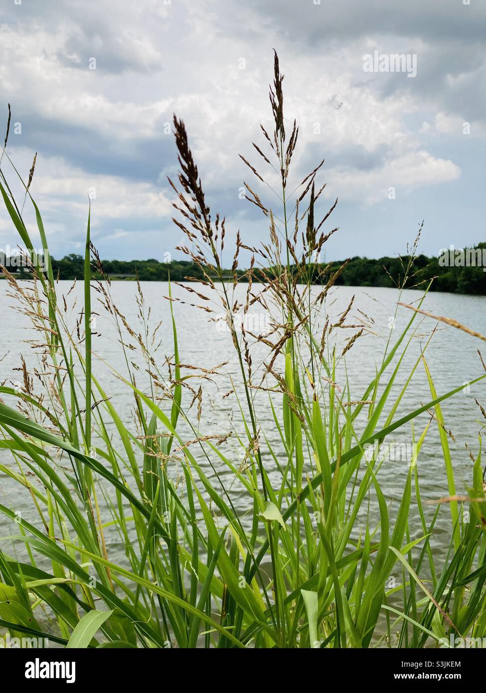 Waterside grass hi-res stock photography and images - Alamy