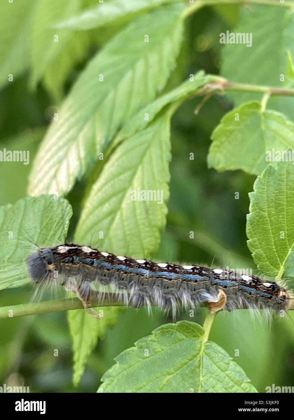 Blue caterpillar hi-res stock photography and images - Alamy
