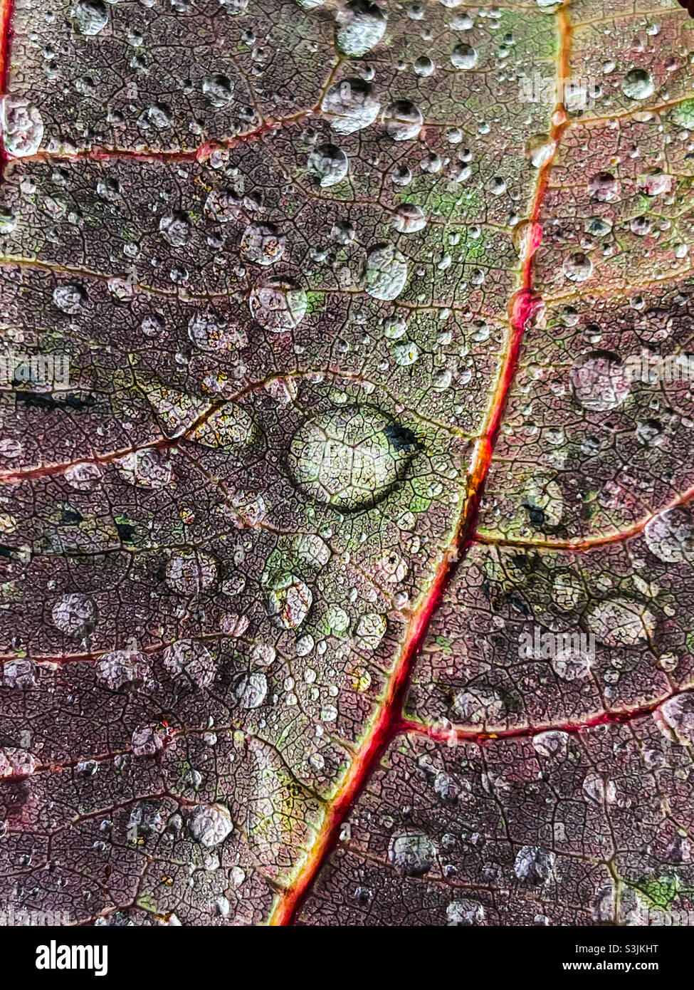 Leaf veins multi coloured hi-res stock photography and images - Alamy