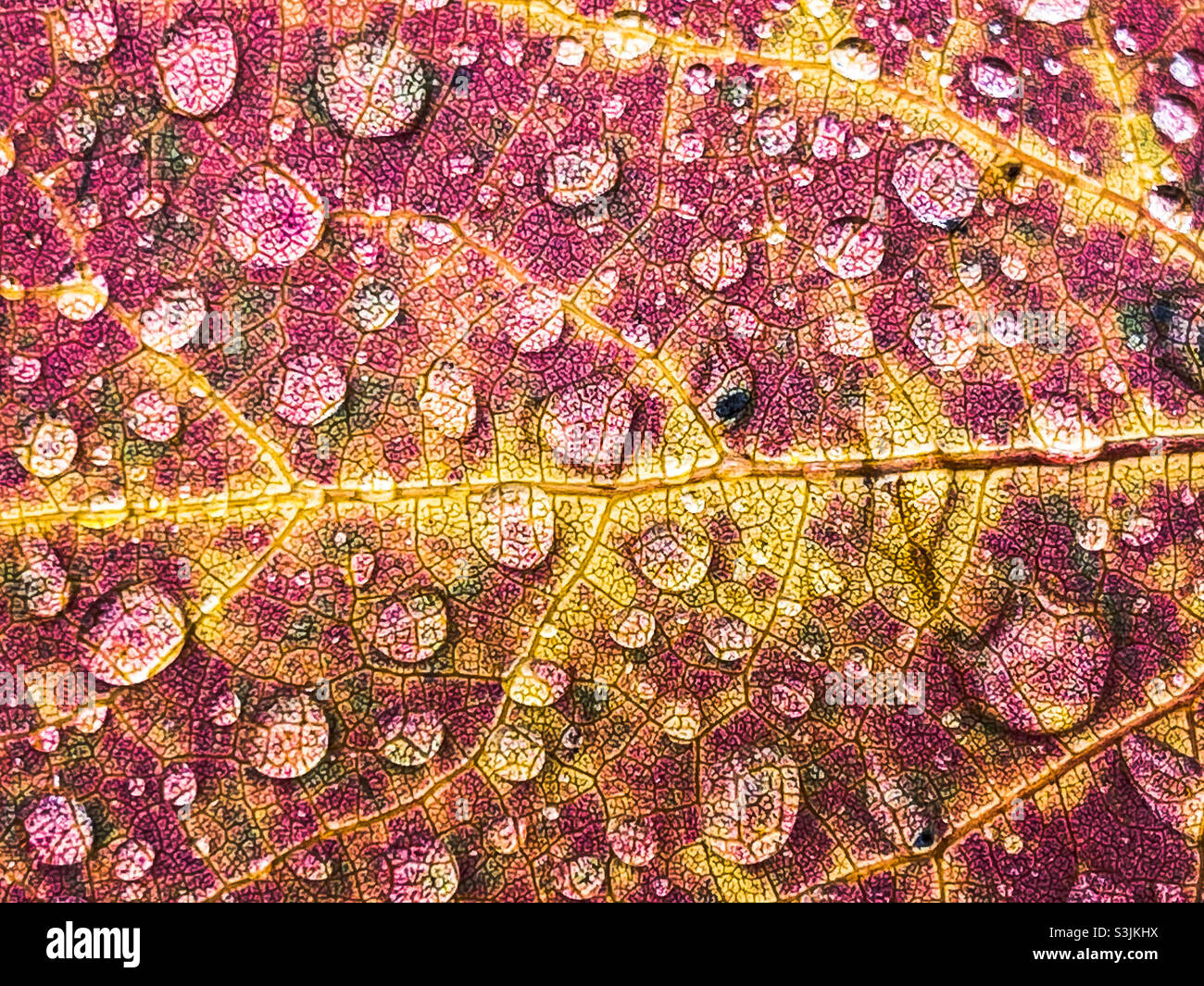 Leaf veins close up hi-res stock photography and images - Alamy