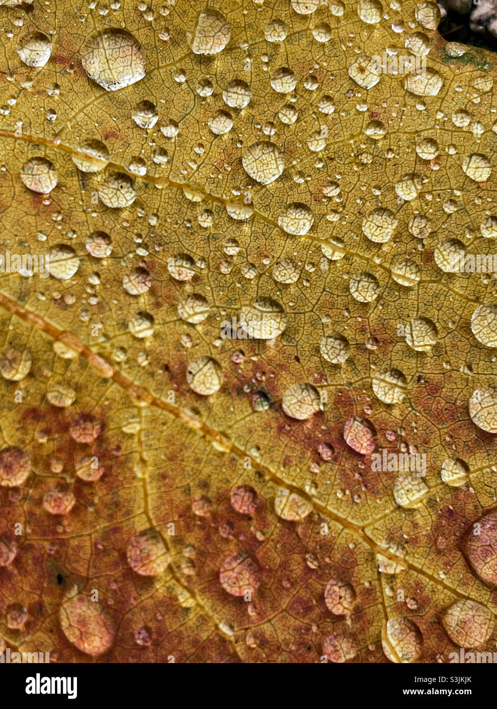 Vibrant leaf hi-res stock photography and images - Alamy