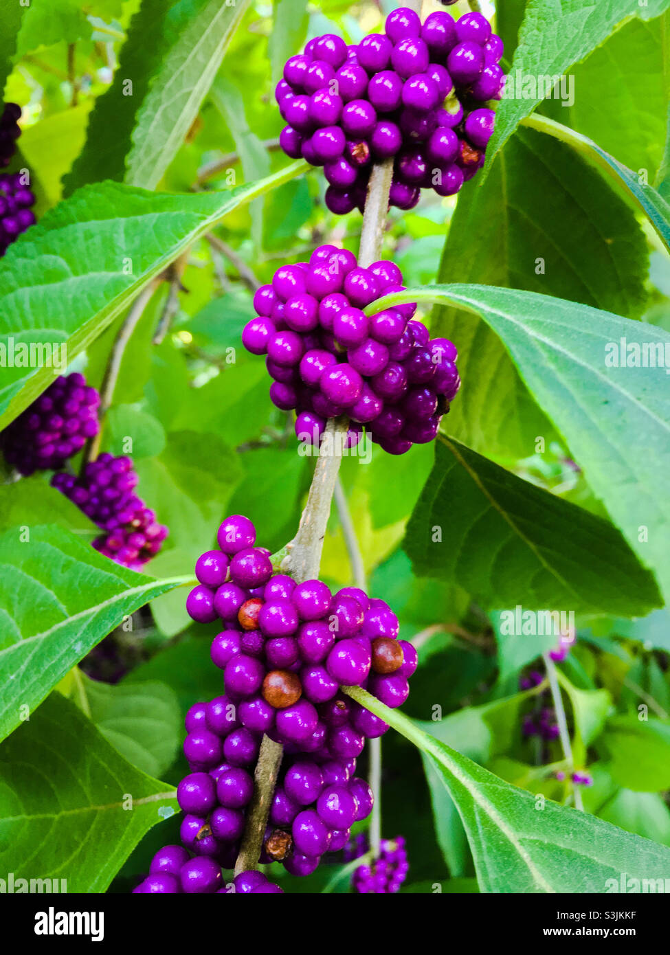 Purple berries hi-res stock photography and images - Alamy