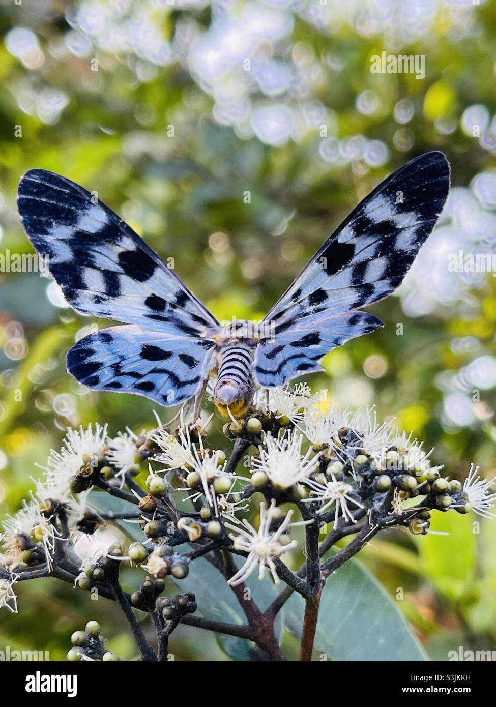 Moth Open Wings High Resolution Stock Photography and Images - Alamy