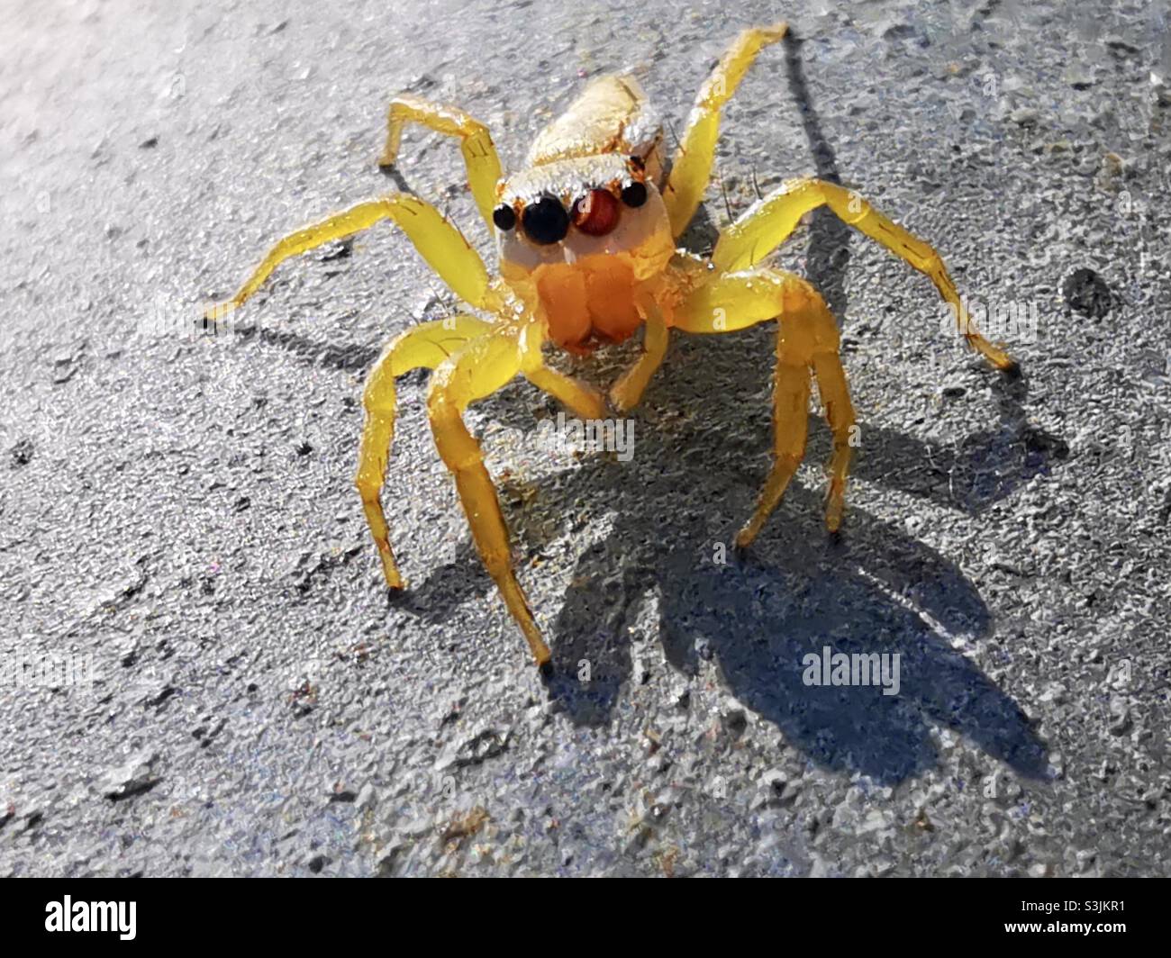 Little spiders hi-res stock photography and images - Alamy