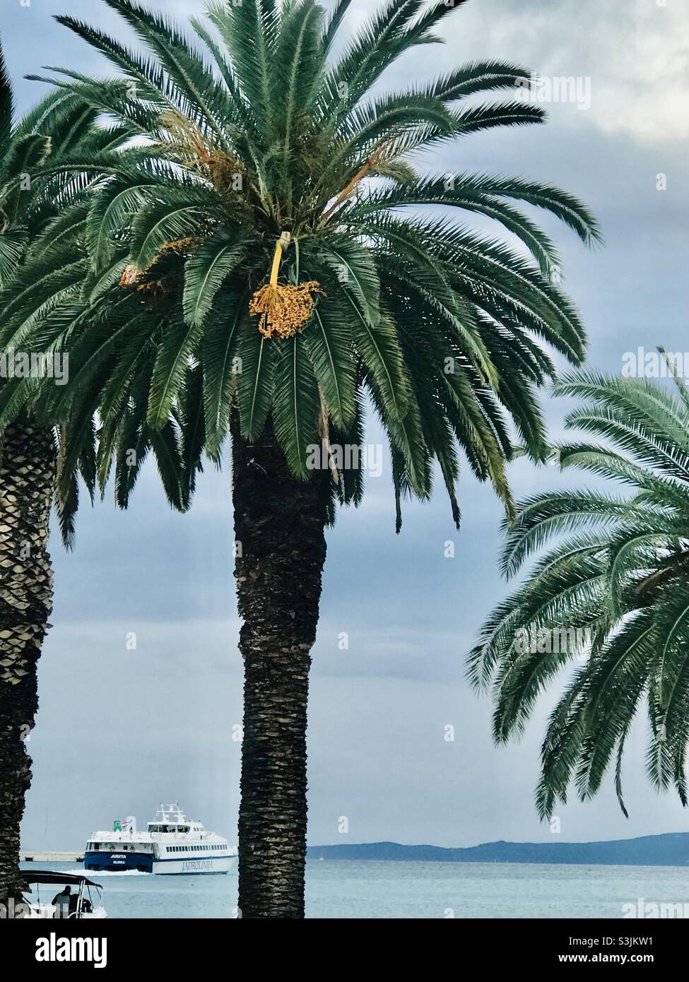 Autumn in southern Croatian region of Dalmatia. Palm trees in the ...