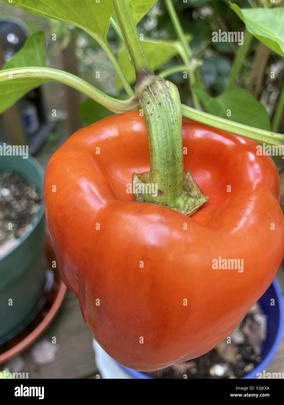 Islander bell pepper hi-res stock photography and images - Alamy
