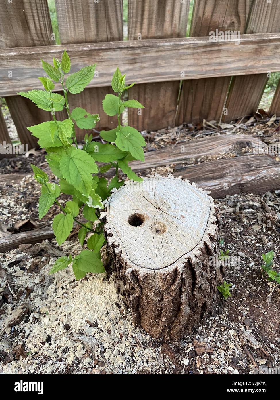 Tree suckers hi-res stock photography and images - Alamy