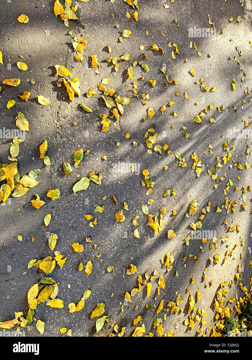 Asphalt leaves hi-res stock photography and images - Alamy