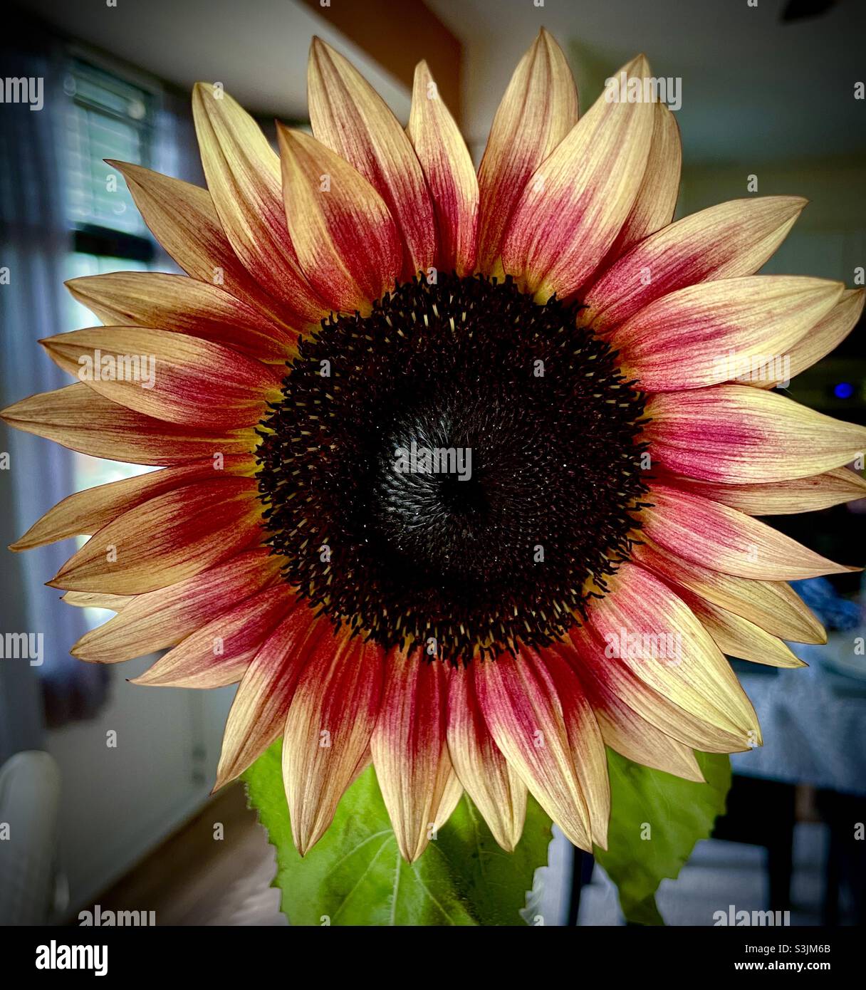Big sunflower hi-res stock photography and images - Alamy