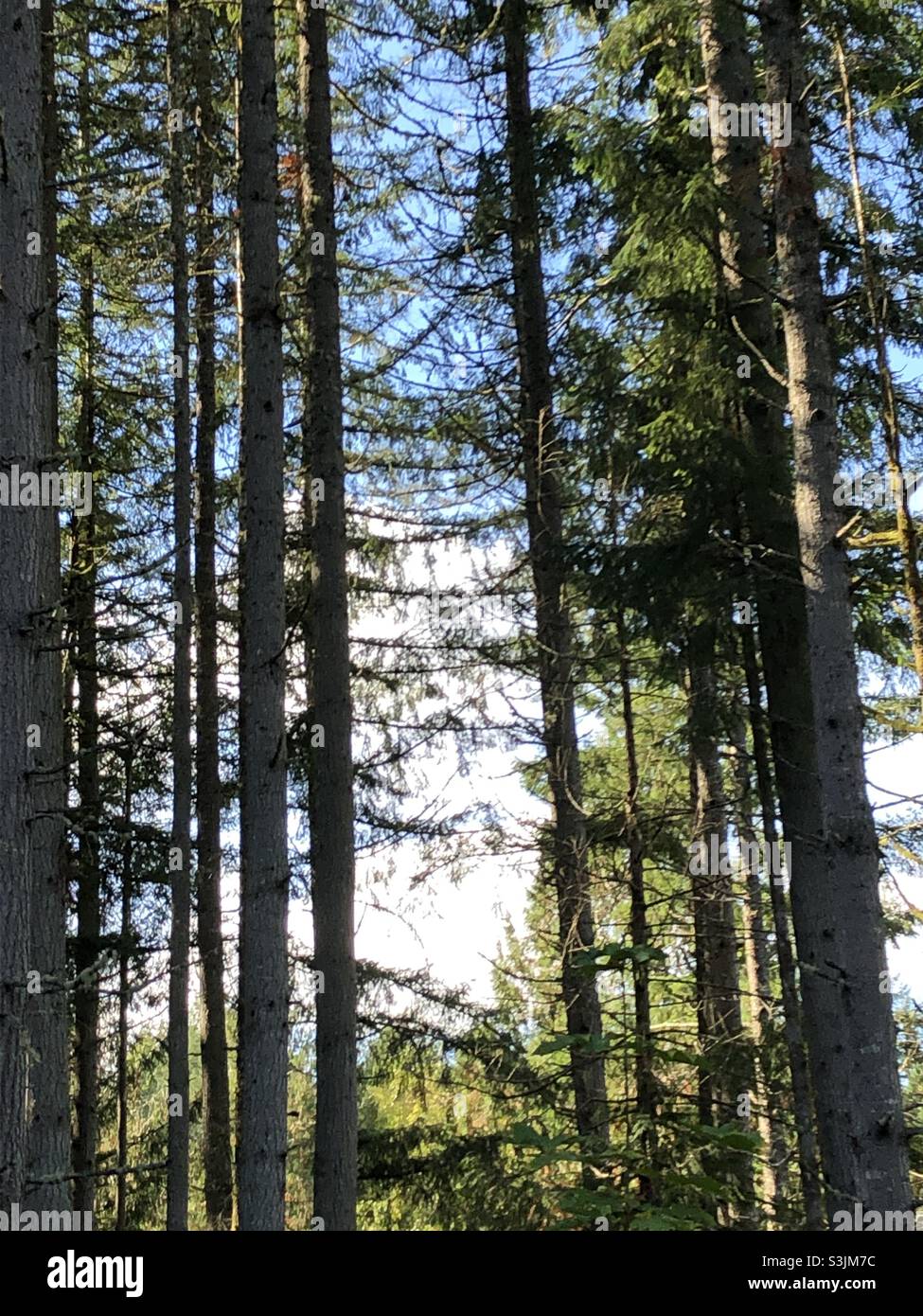 Tall trees with blue sky and clouds hi-res stock photography and images ...