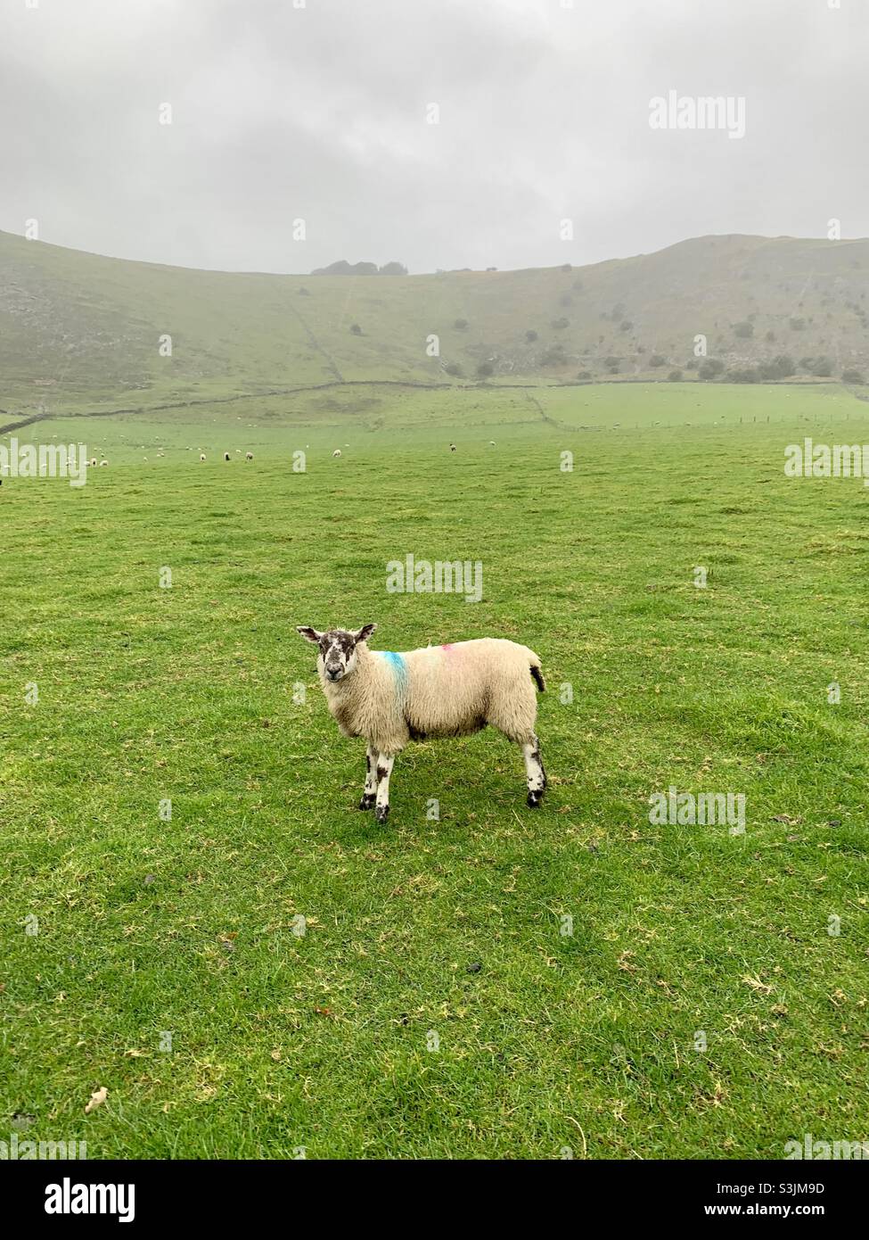 Lone sheep in green field in Peak District Derbyshire Stock Photo - Alamy