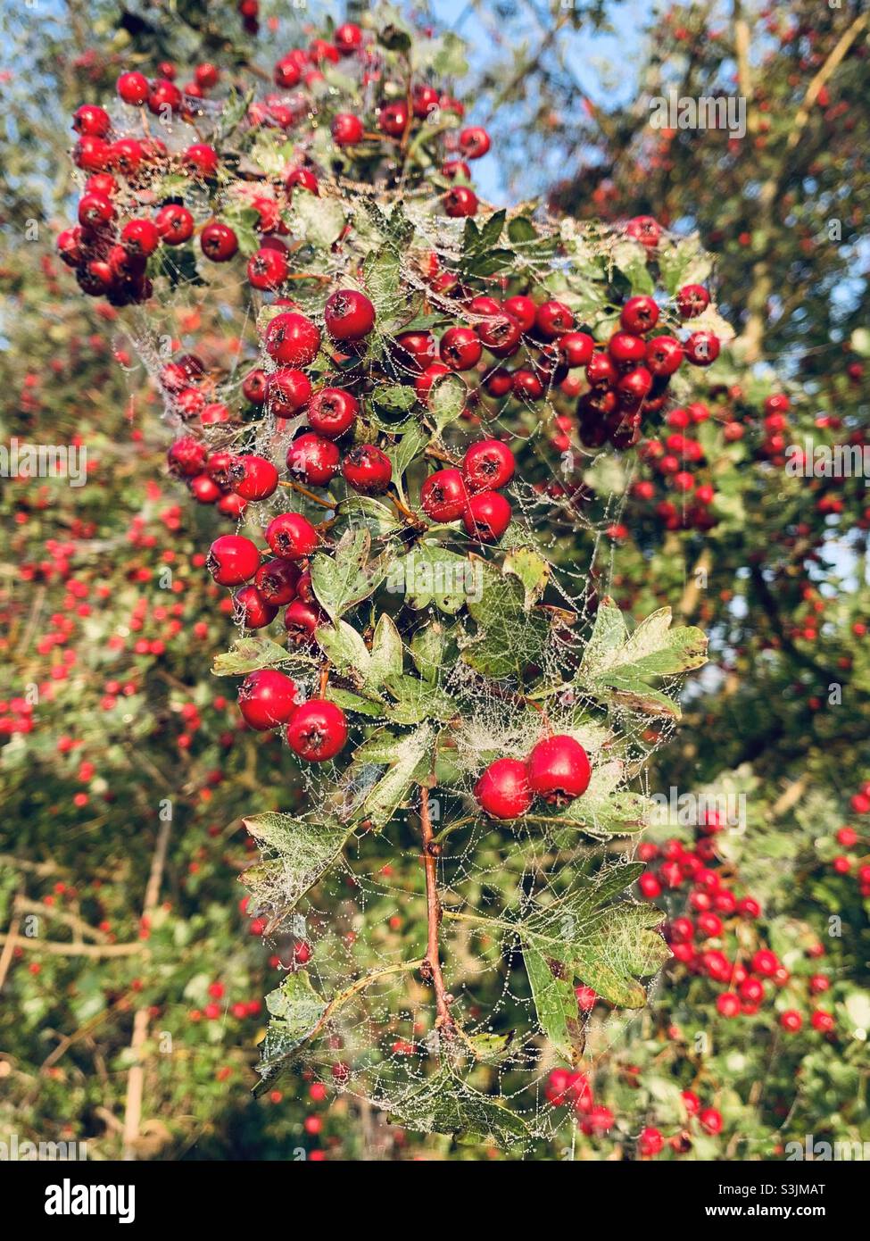 Blue sky hawthorn berries hi-res stock photography and images - Alamy