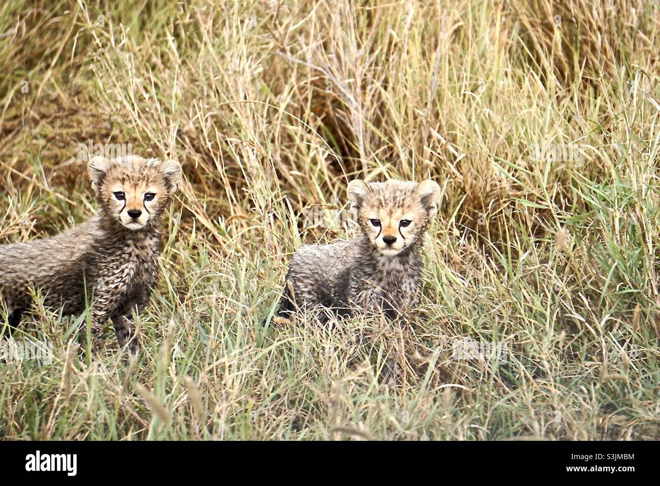 Baby cheetah hi-res stock photography and images - Alamy