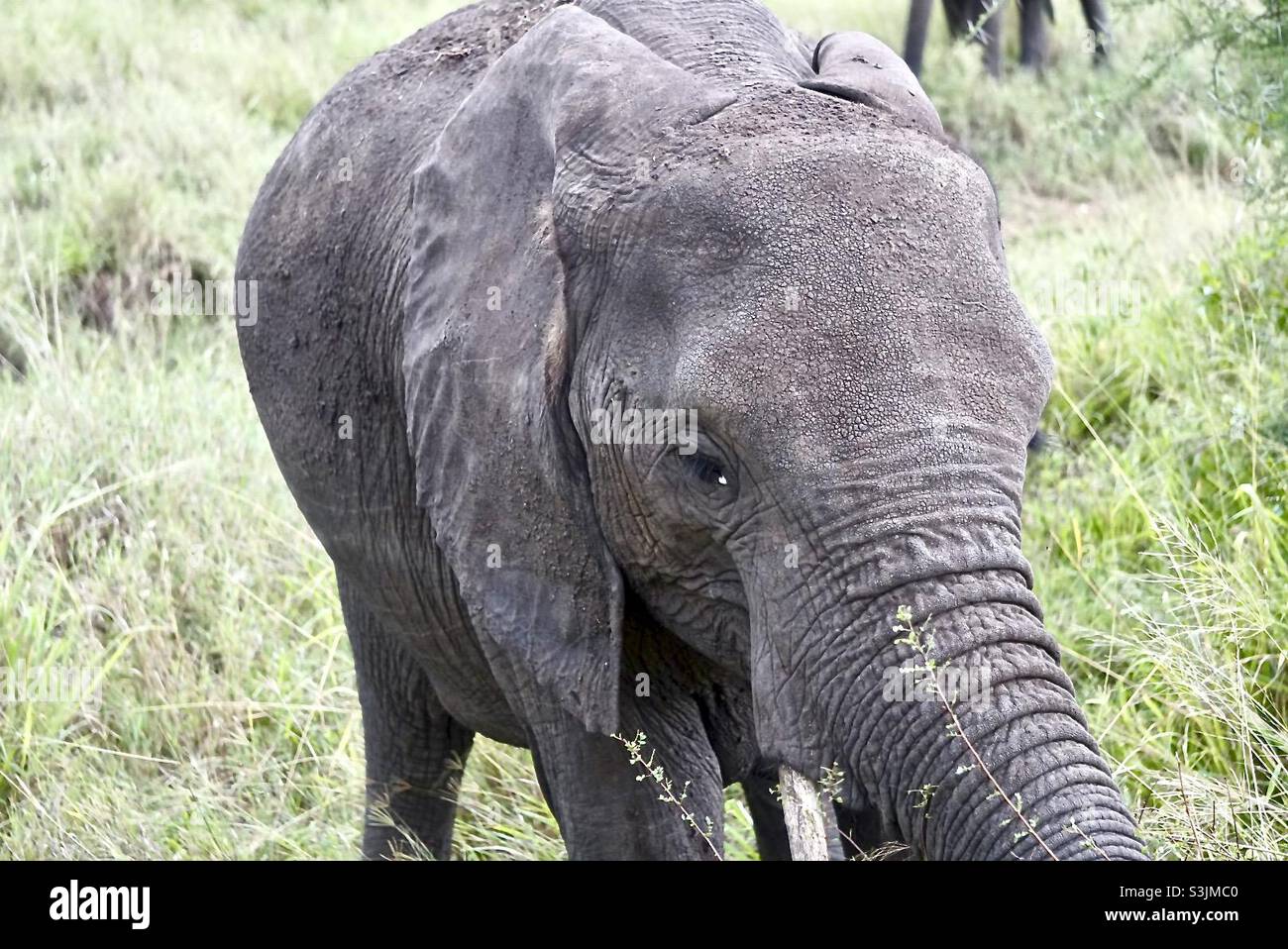 Elephant and its cub hi-res stock photography and images - Alamy