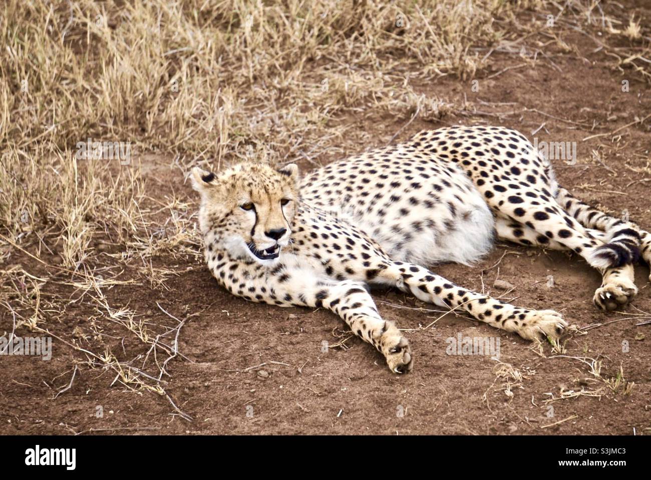 Cheetah in serengeti hi-res stock photography and images - Alamy