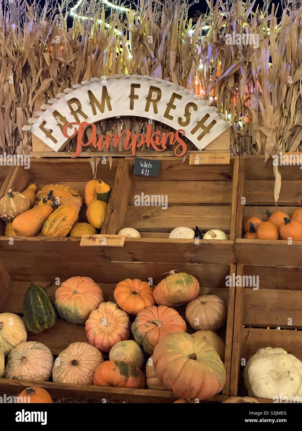 Jacks pumpkin hi-res stock photography and images - Alamy