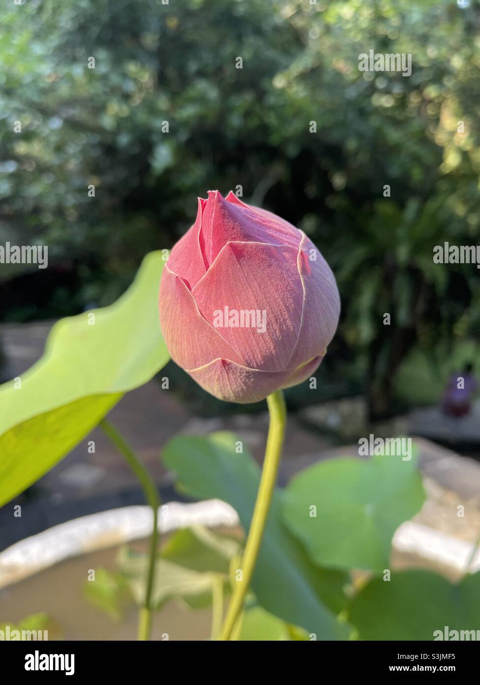 Bud lotus flower hi-res stock photography and images - Alamy