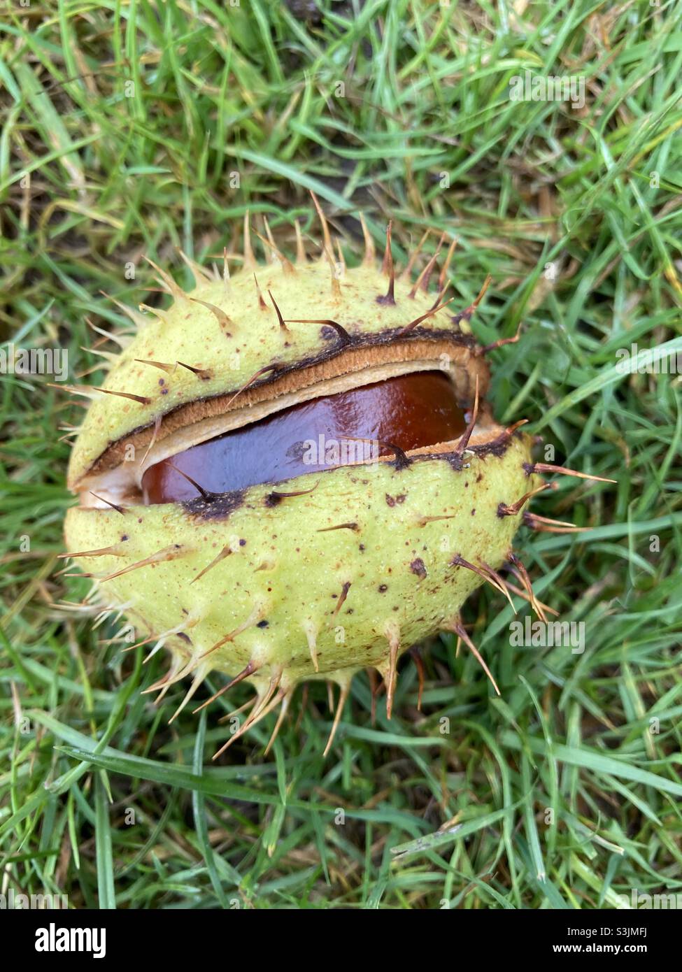 Conker in case hi-res stock photography and images - Alamy