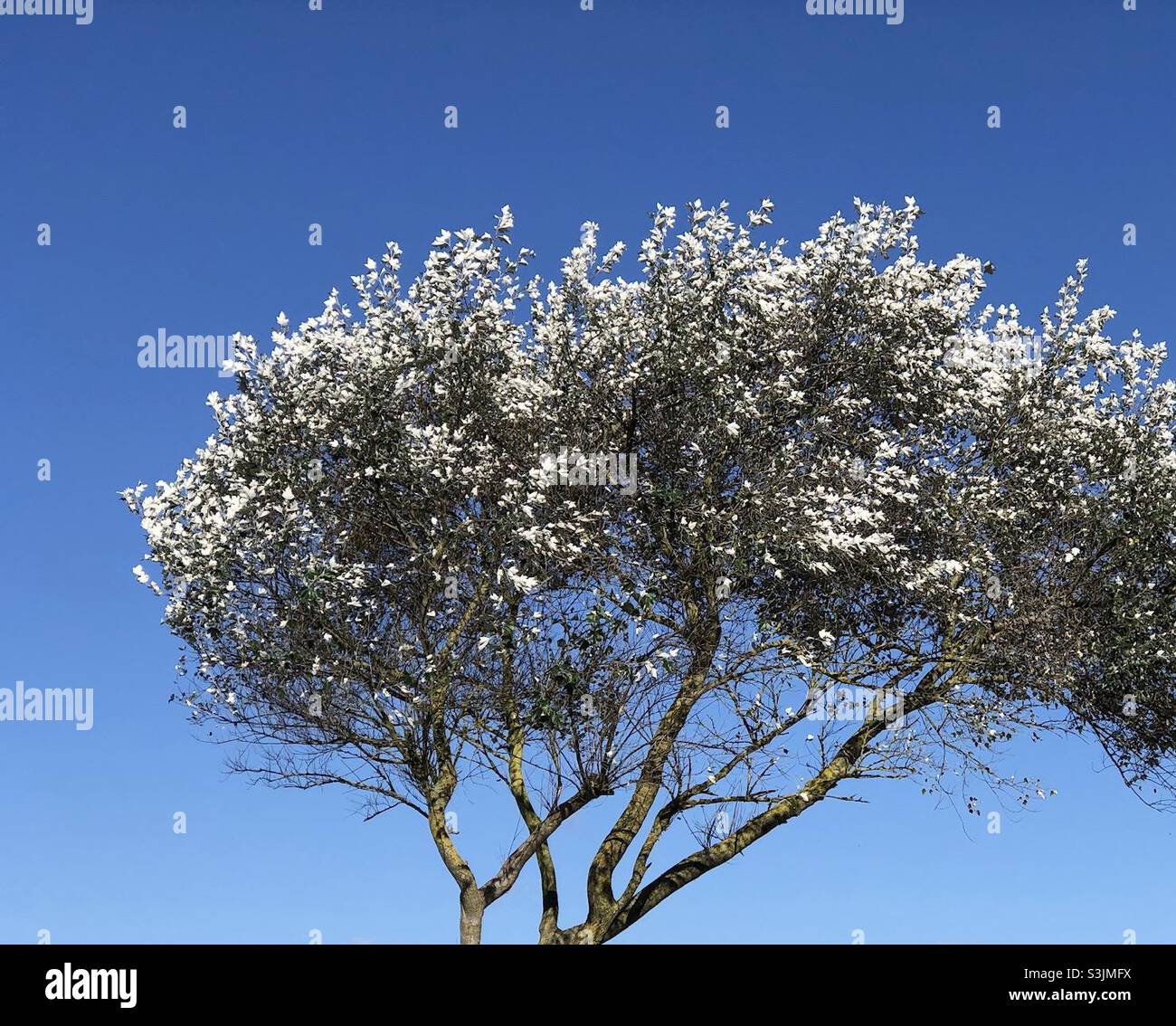 White poplar tree hi-res stock photography and images - Alamy