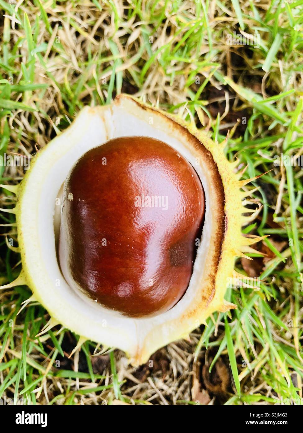 Conker in shell hi-res stock photography and images - Alamy
