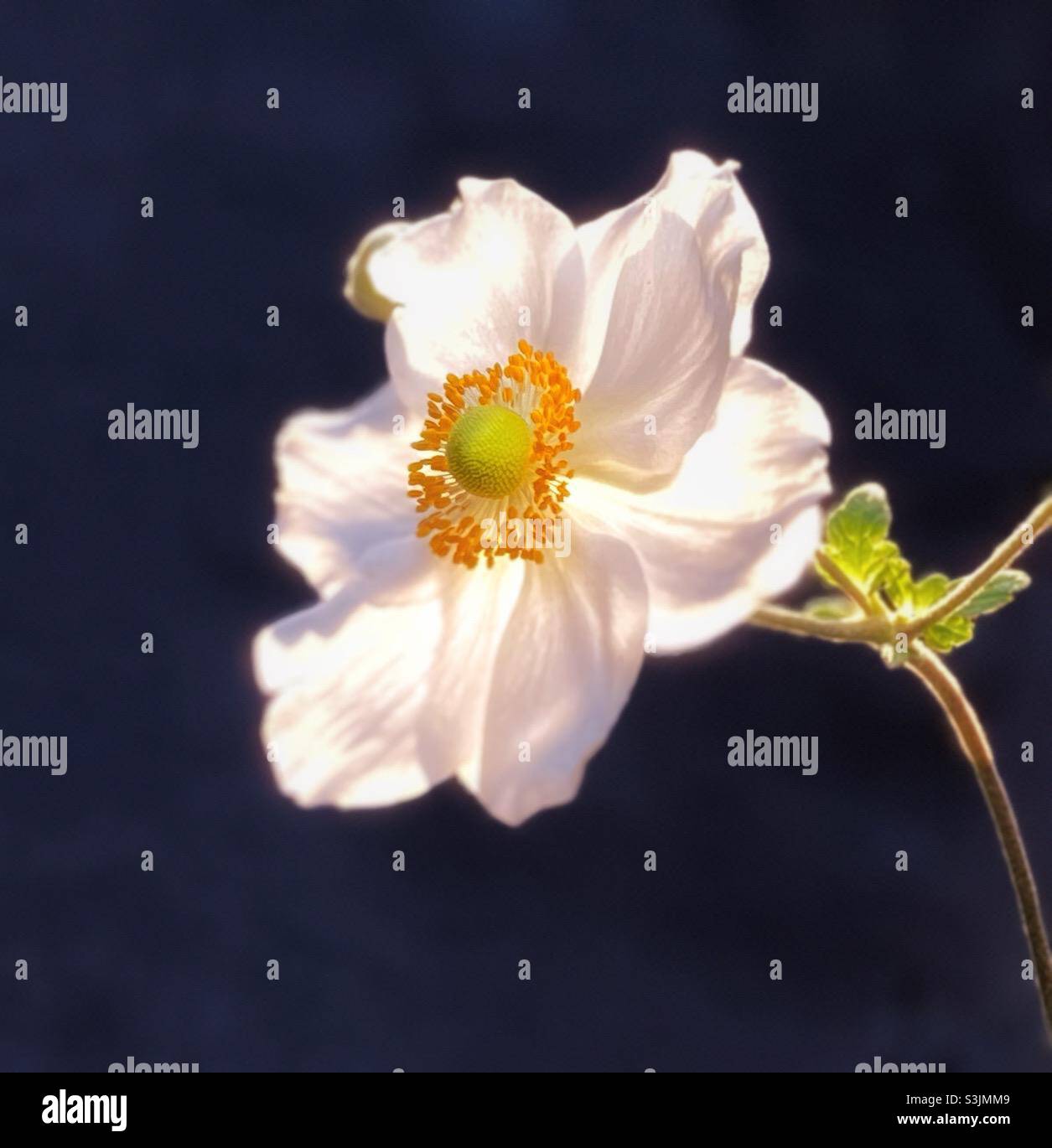 Anemone japanese anemone hi-res stock photography and images - Alamy