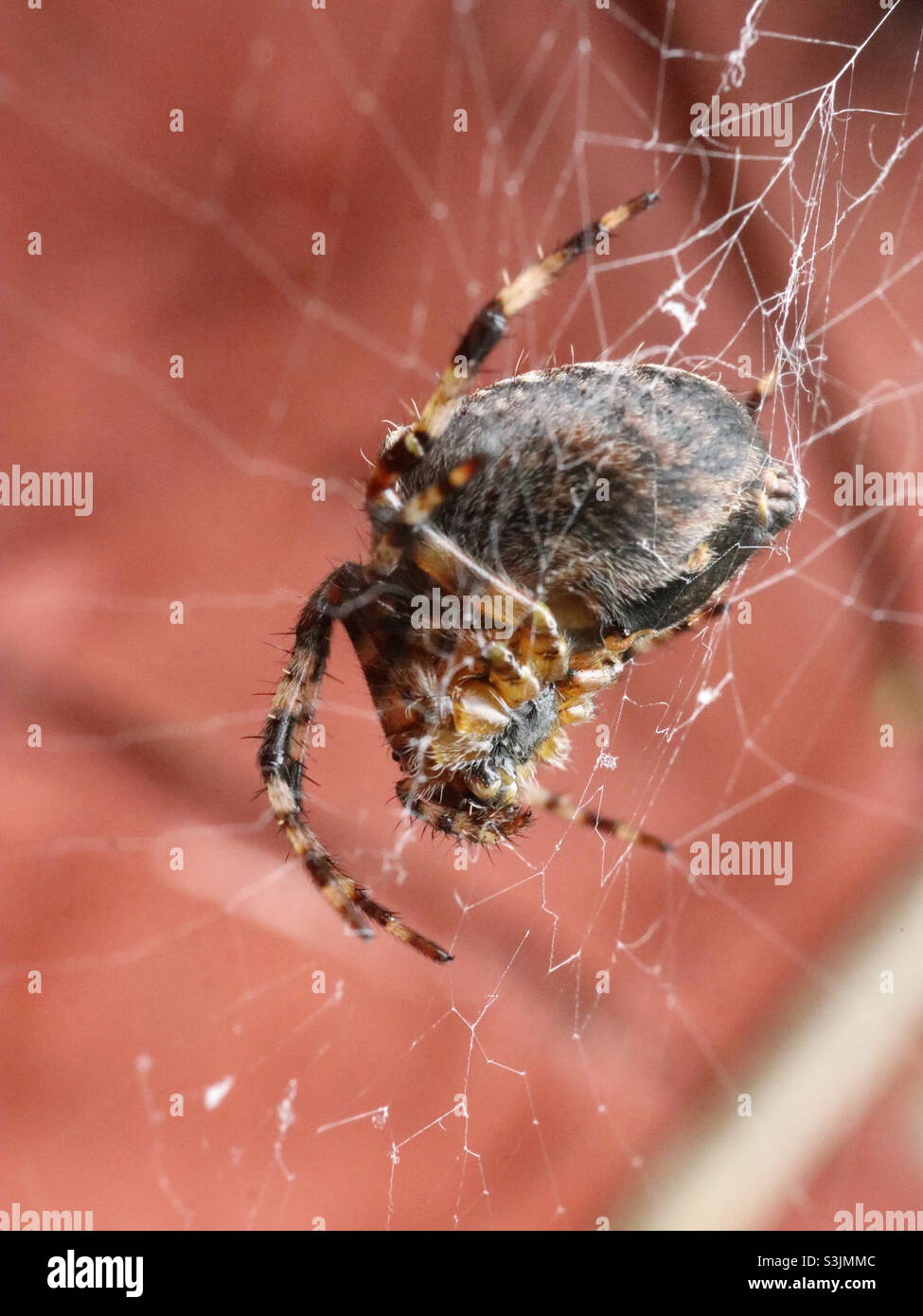 Common spider in its home Stock Photo - Alamy