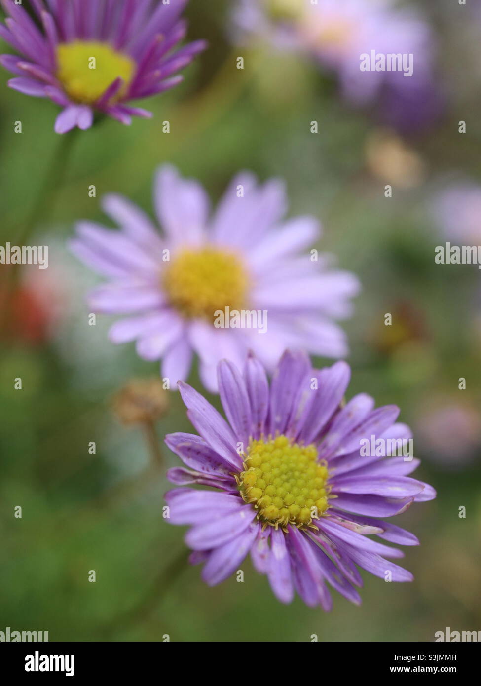 Michaelmas Daisy in bloom Stock Photo - Alamy