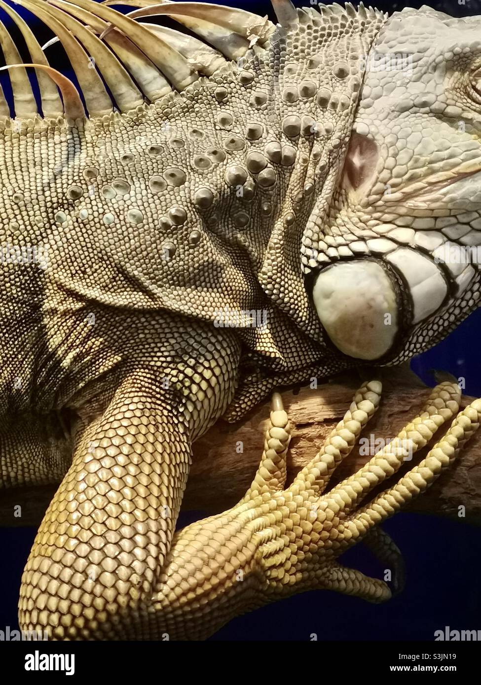 Texture of an Iguana skin and fingers Stock Photo - Alamy