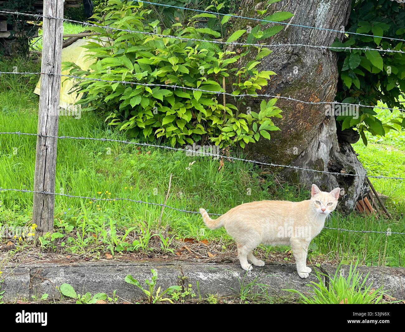 Cat in countryside Stock Photo - Alamy
