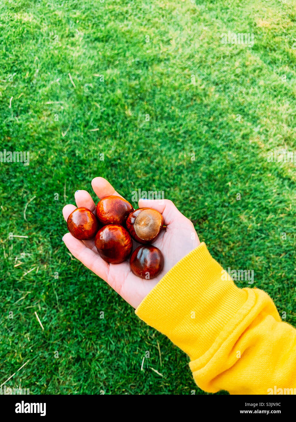 British conkers hi-res stock photography and images - Alamy