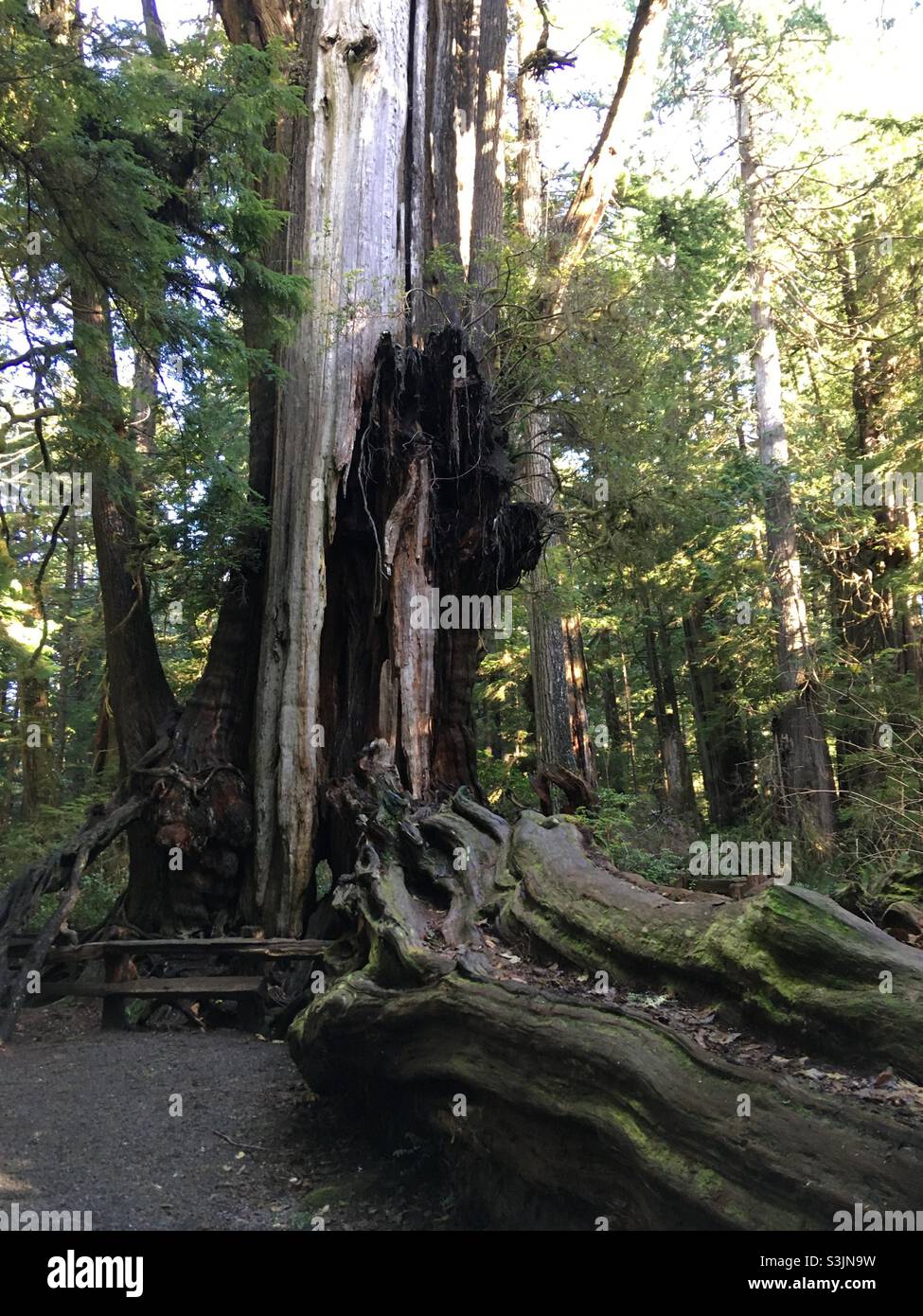 Washington cedar hi-res stock photography and images - Alamy