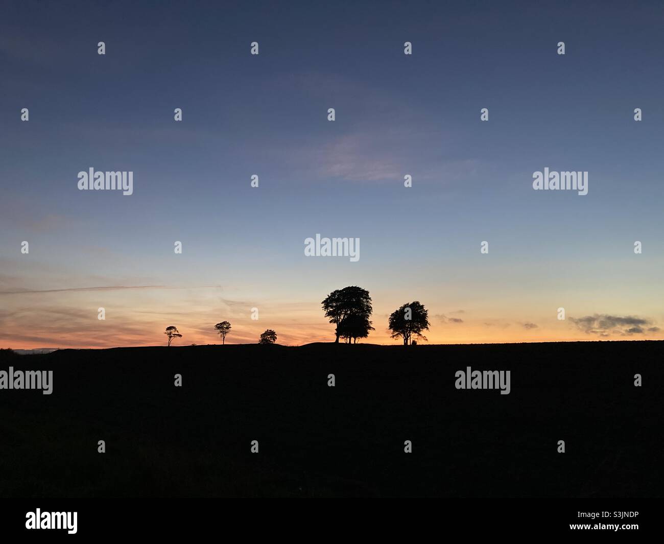 Five trees hi-res stock photography and images - Alamy
