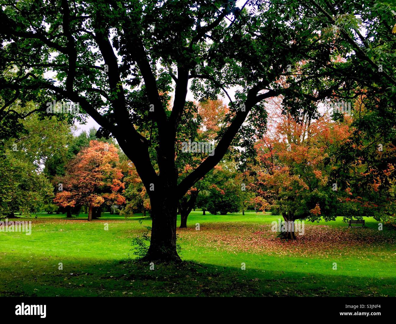 Fall splendour in a large, lovely park, Ontario, Canada. Colours are a ...