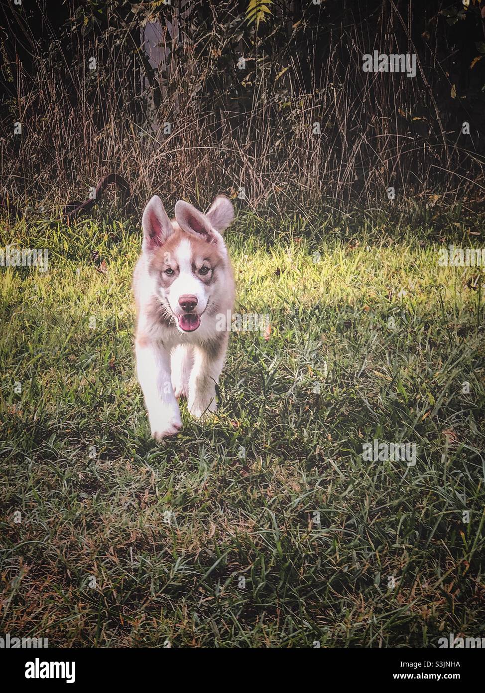 Alaskan malemute hi-res stock photography and images - Alamy