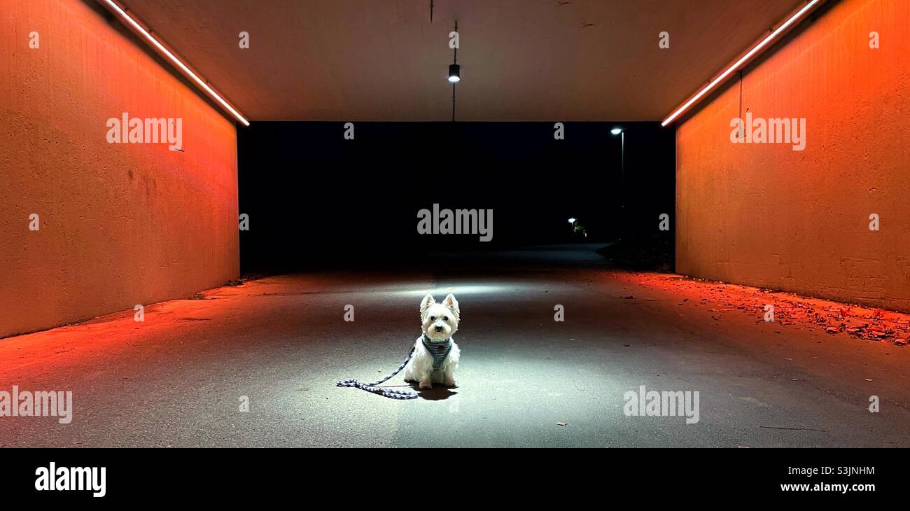 Dog under bridge hi-res stock photography and images - Alamy