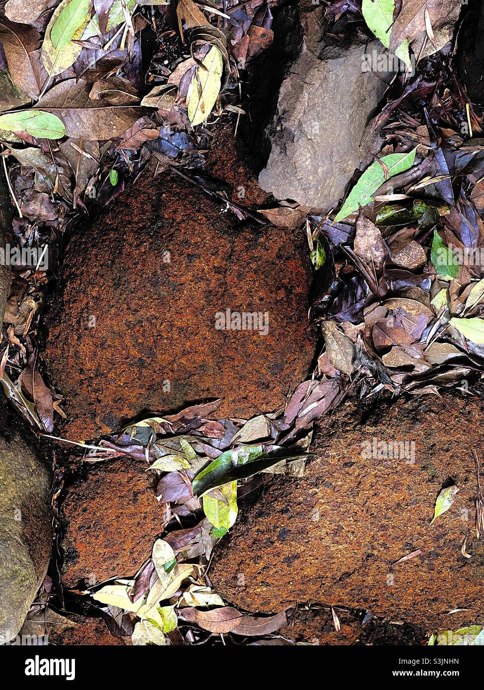 Beautiful forest floor filled with leaves and red rock Stock Photo - Alamy