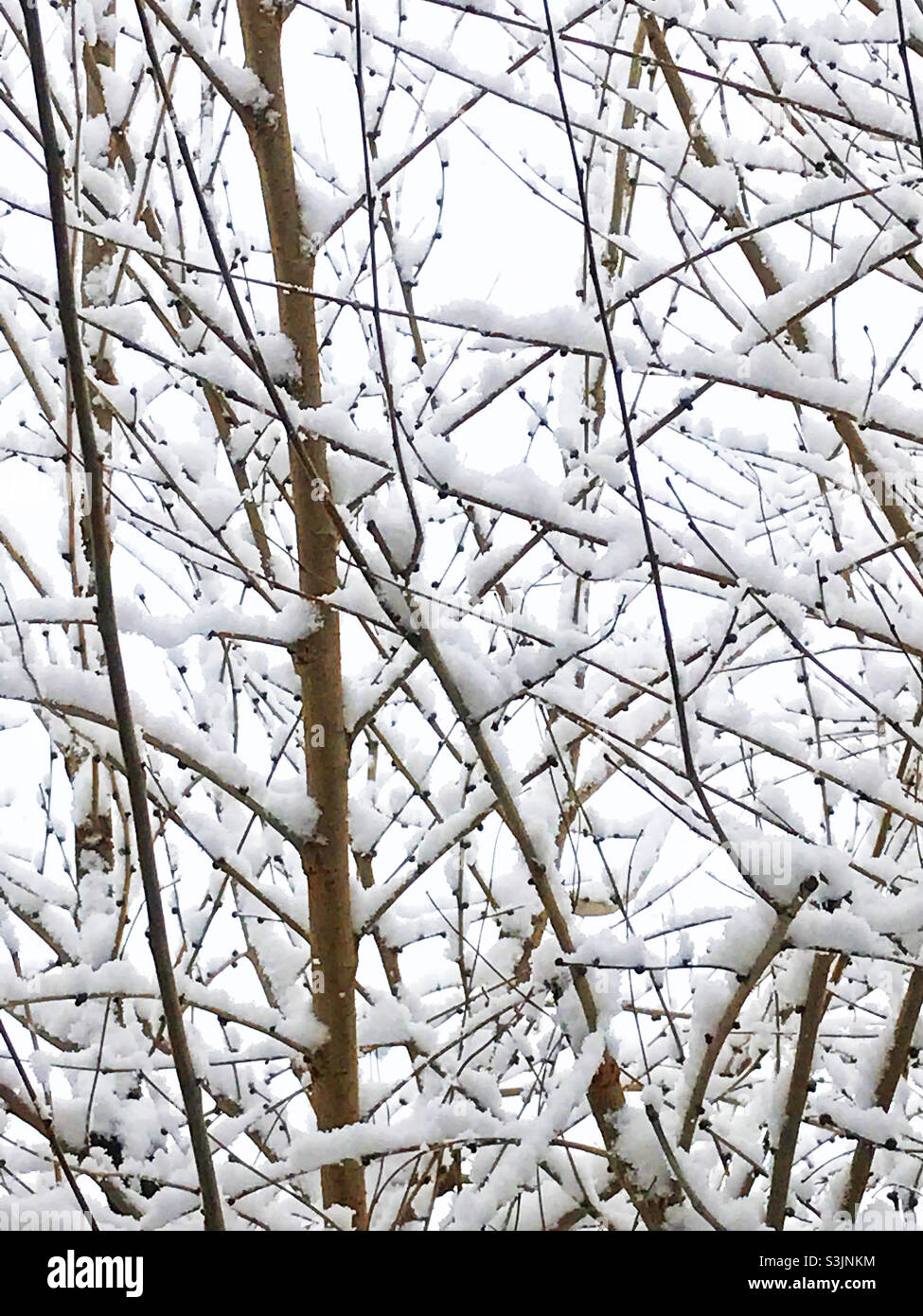 Arboles arboles nevados hi-res stock photography and images - Alamy