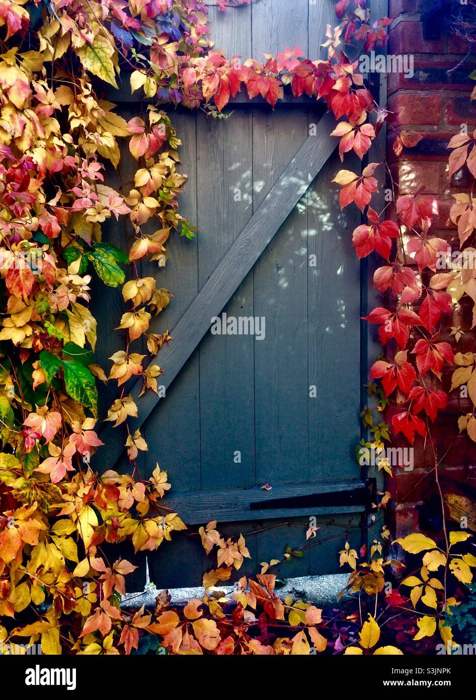 Autumn colours on garden gate Stock Photo - Alamy
