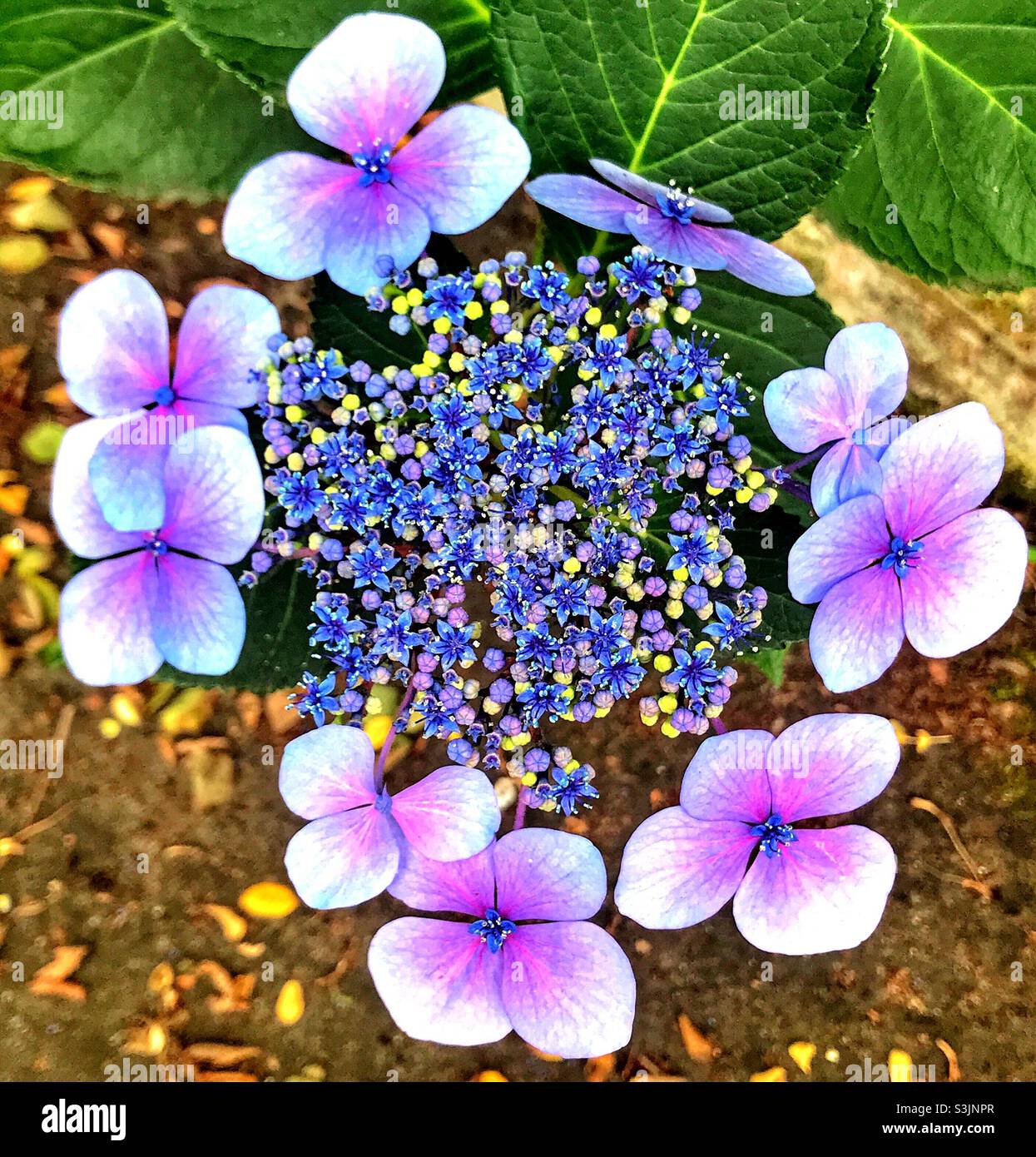 Beautiful colours of an Hydrangea plant Stock Photo - Alamy