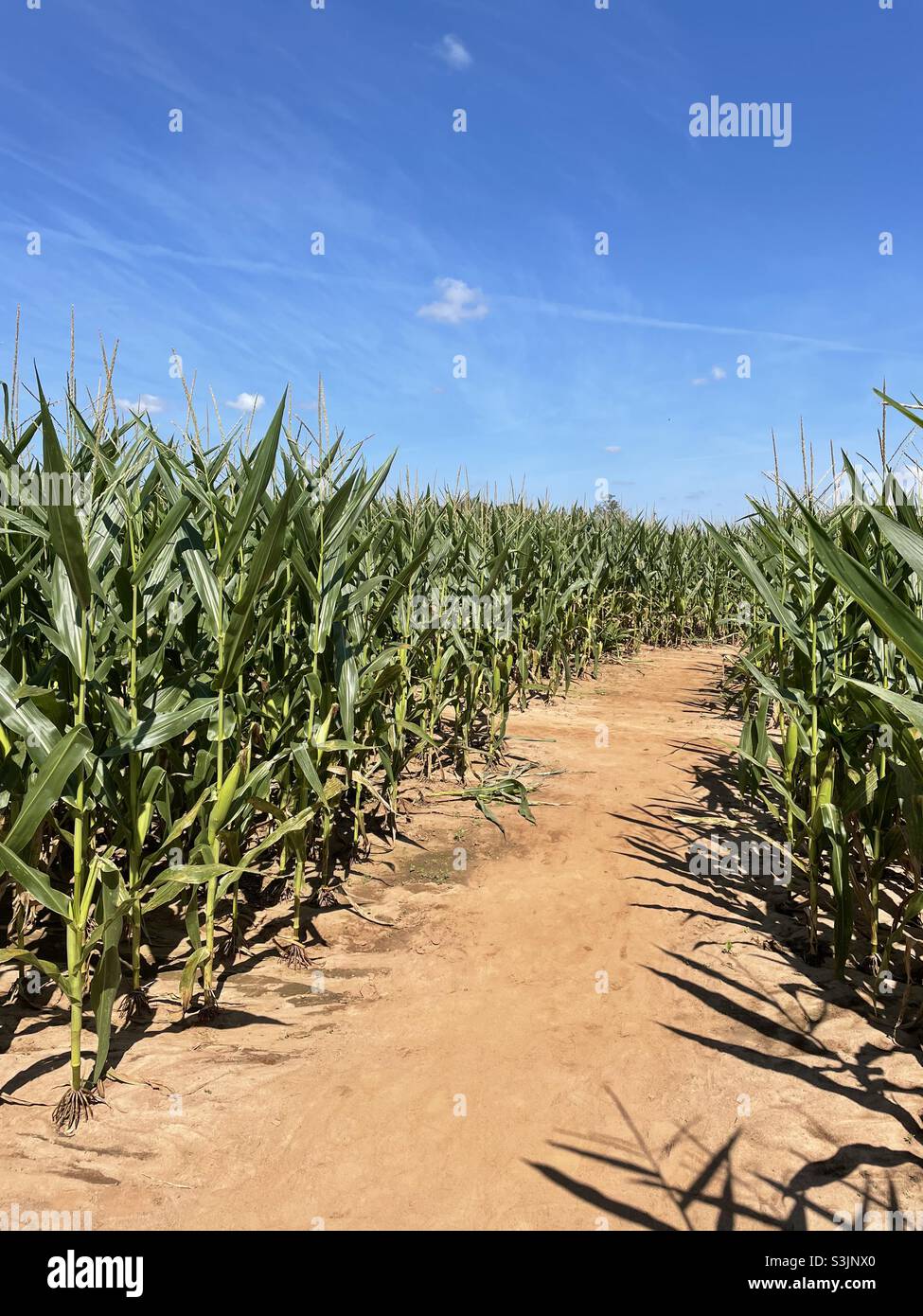 Cornfield maze in rural countryside Stock Photo - Alamy